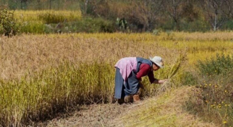 Bhutan Aims for 100% Organic Agriculture by 2030 ‣ Bhutan Mirror